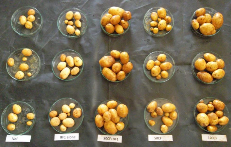 Biofilmed biofertilizers for the enhancement of the potato yield ...